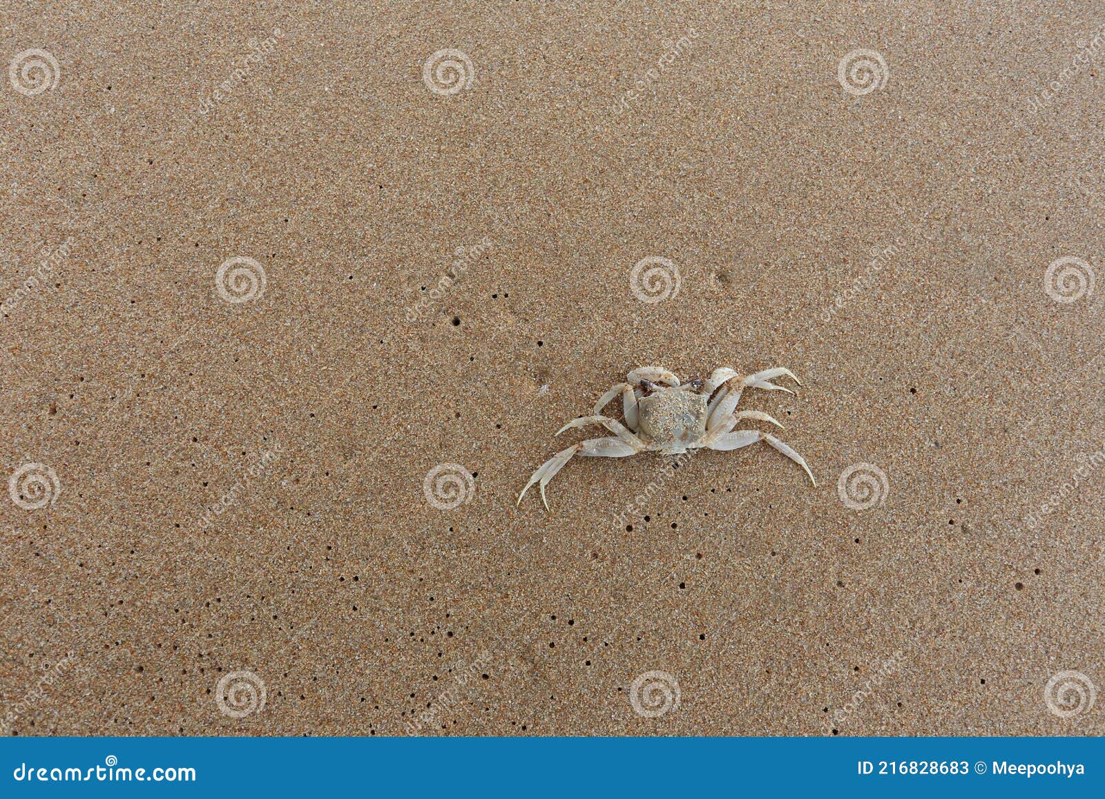 Dead Wind Crab on Sand Floor Stock Image - Image of ghost, creature ...