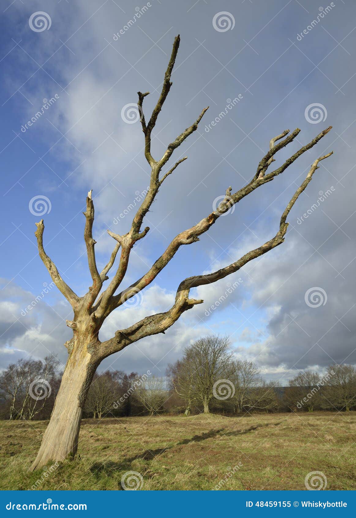 Dead Windswept Tree stock image. Image of england, winter - 48459155