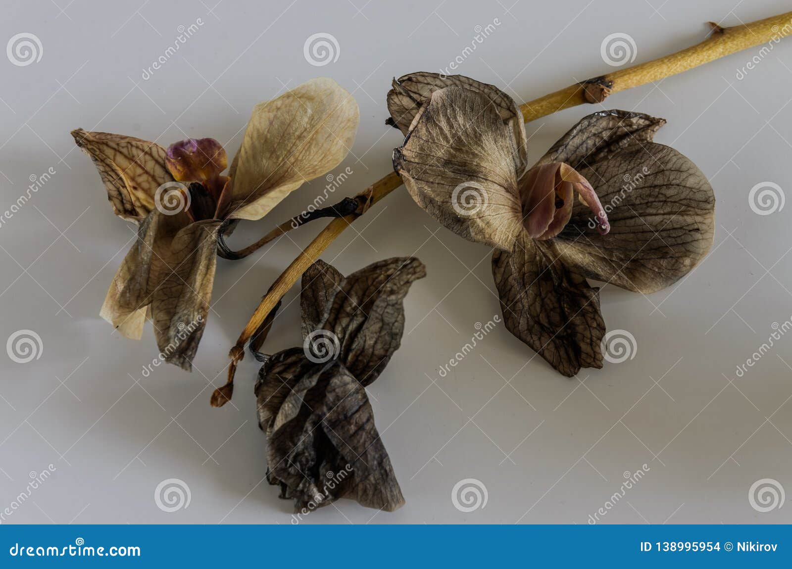 Dead Withered Tropical Giant Flower Rafflesia Arnoldii In Borneo Island ...