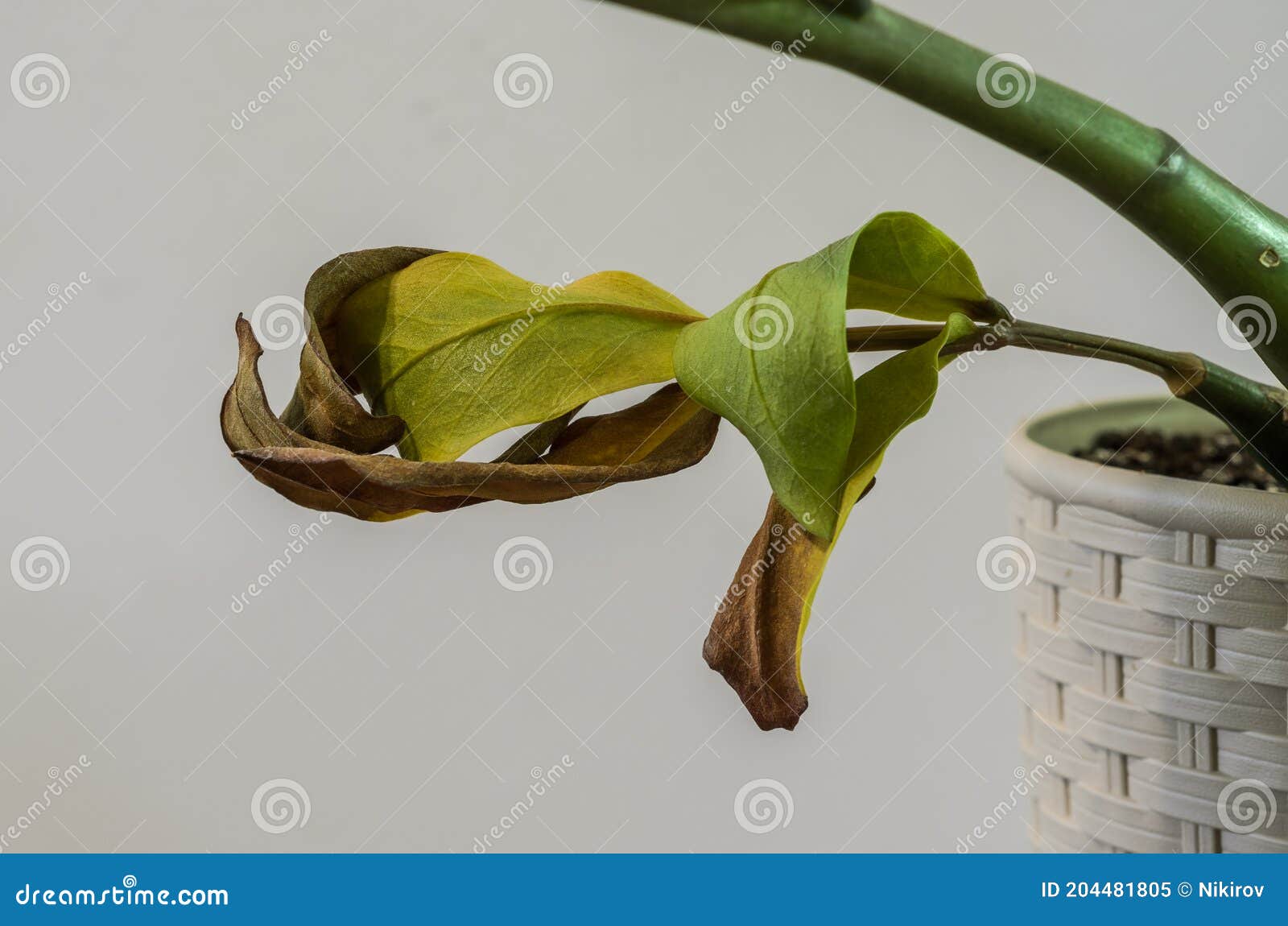 Dead Withered Plant Zamiokulkas with Dry Leaves Stock Image - Image of ...