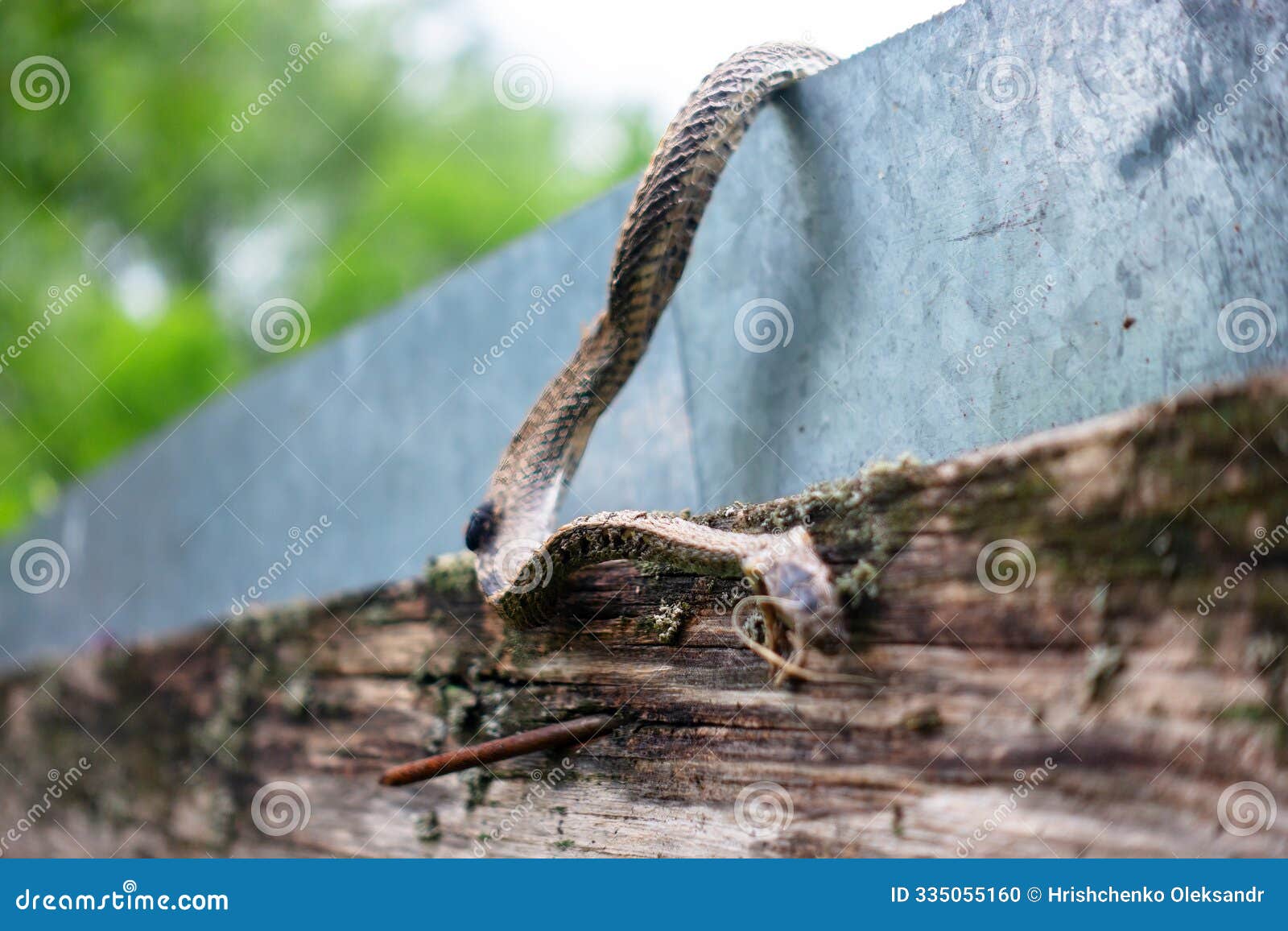 A Dead, Withered Snake Hangs on the Fence Stock Photo - Image of rustic ...