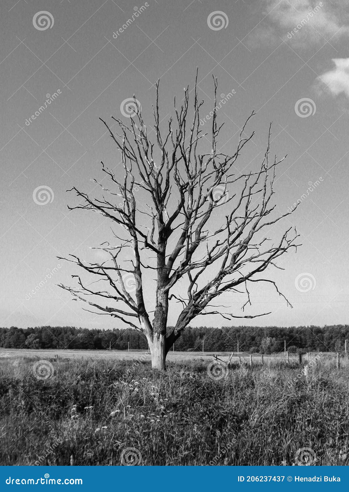 Dead Withered Tree in the Field Stock Image - Image of dead, isolated ...