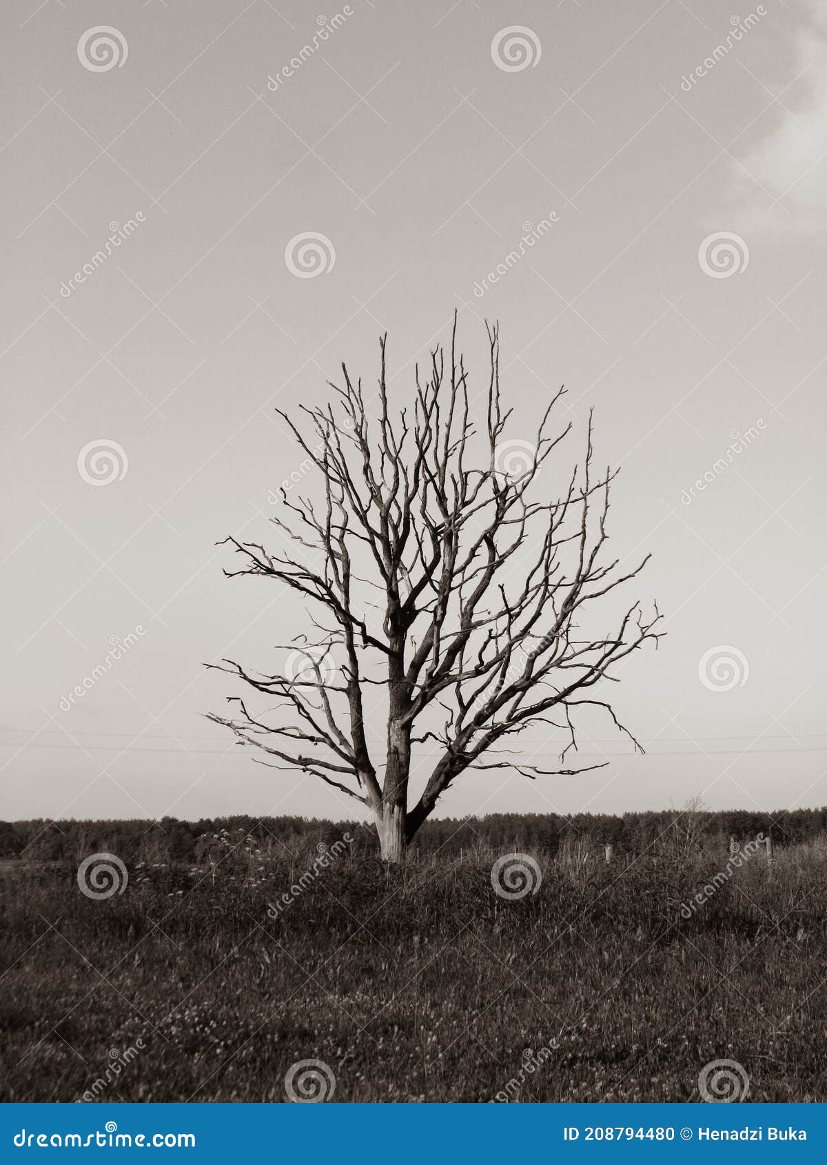 Dead Withered Tree in the Field Stock Photo - Image of background ...