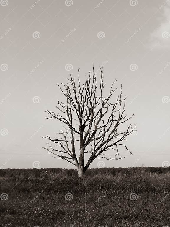 Dead Withered Tree in the Field Stock Photo - Image of background ...