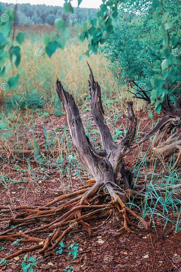 Dead Withered Tree after Pollution F Stock Image - Image of ecology ...