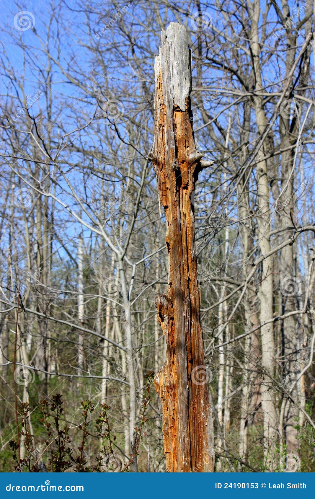 Dead Wood stock image. Image of bark, inside, decay, explore - 24190153