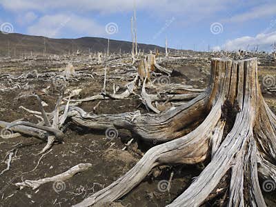 Dead wood stock photo. Image of woods, damage, nature - 3246104