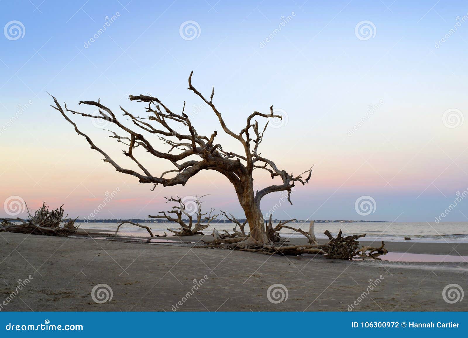 Dead Wood Blowing in the Wind Stock Photo - Image of landscape, fallen ...