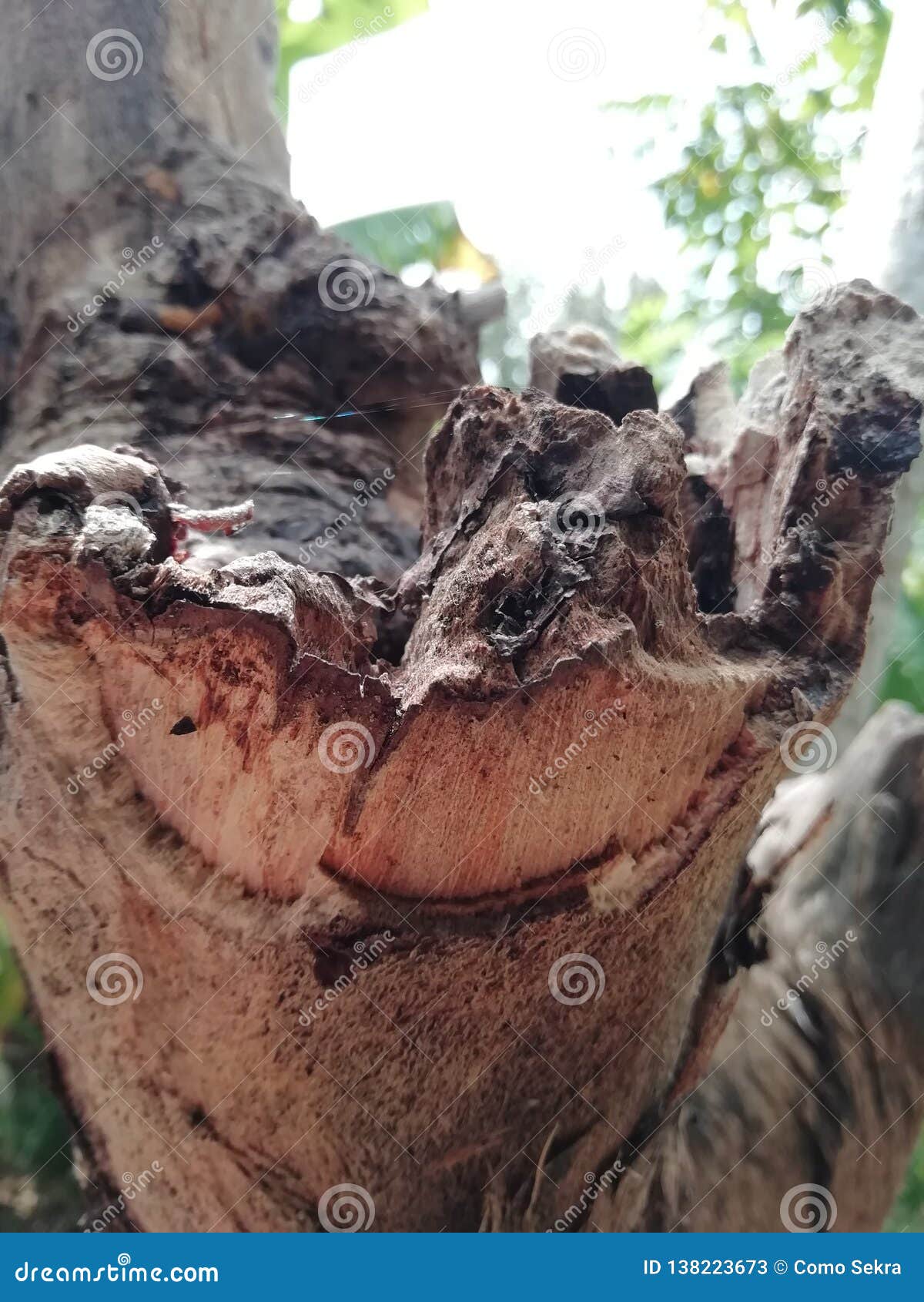 Dead wood stock image. Image of sunlight, wood, tree - 138223673