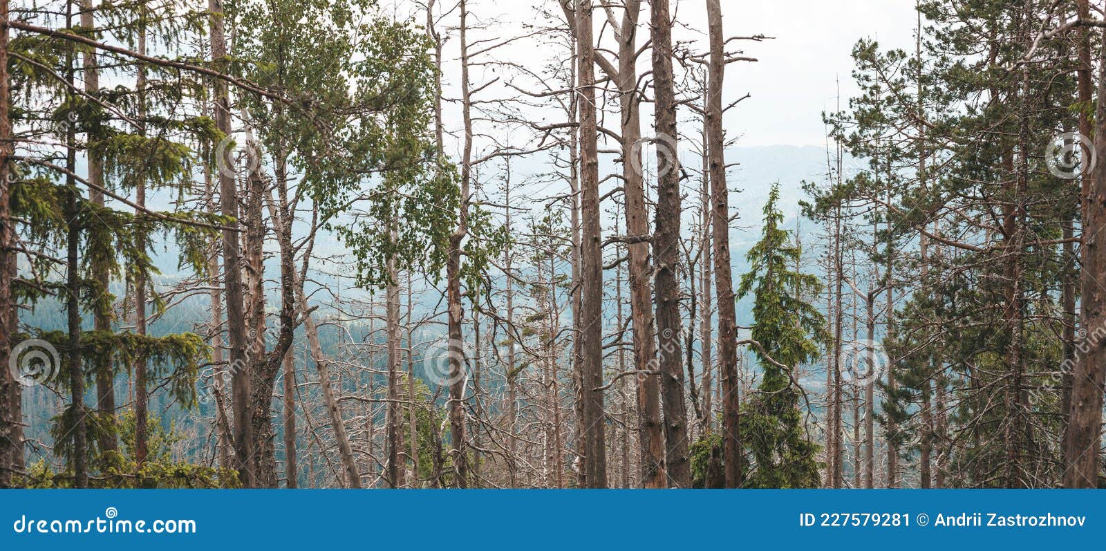 Dead Wood. Dry Trees in the Forest Stock Image - Image of plant, trunk ...