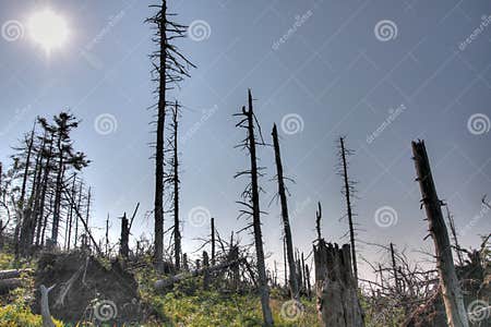 Dead wood / forest stock photo. Image of environmental - 15387246