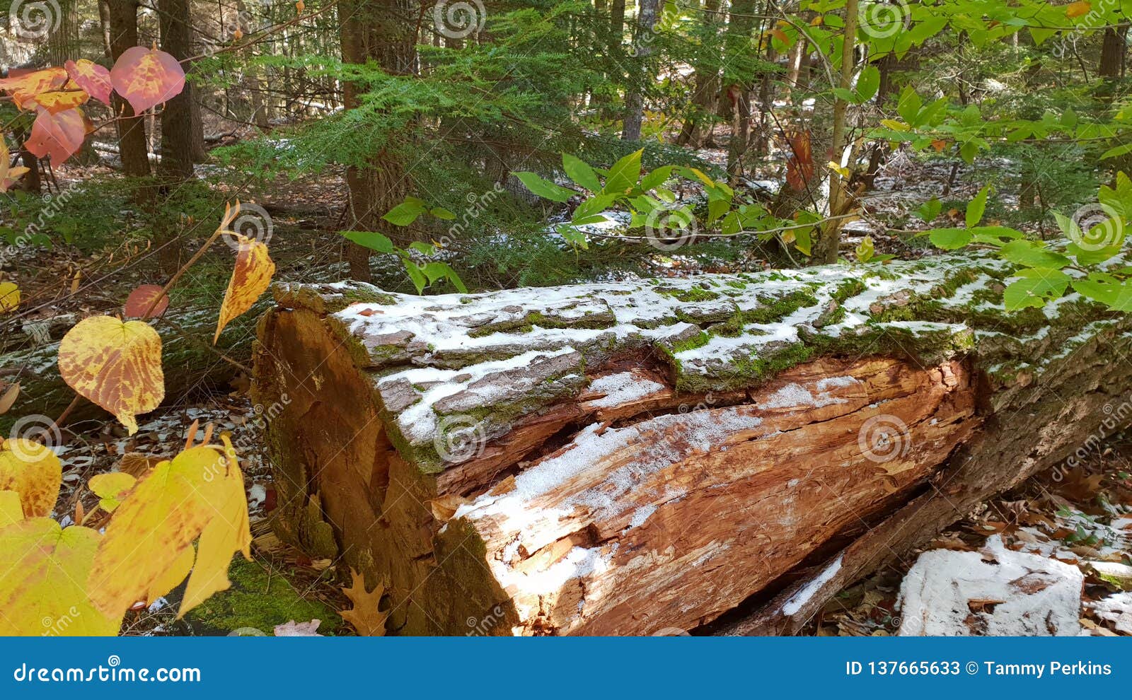 Dead wood in the forest. stock image. Image of dead - 137665633