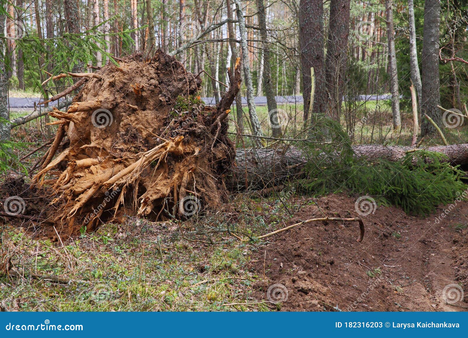 Dead Wood in the Forest. stock image. Image of high - 182316203