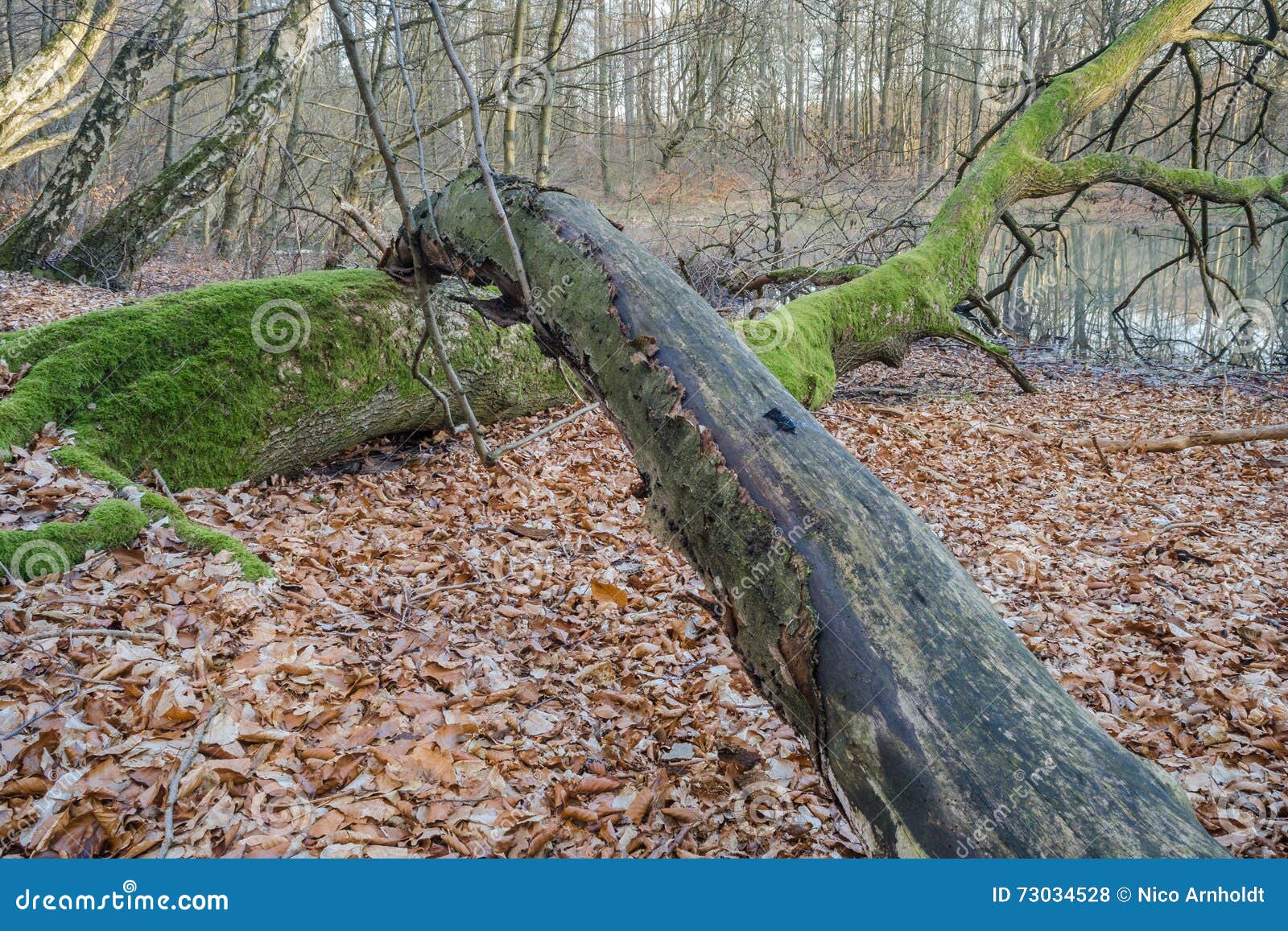 Dead Wood stock photo. Image of decay, bark, broken, ecosystem - 73034528