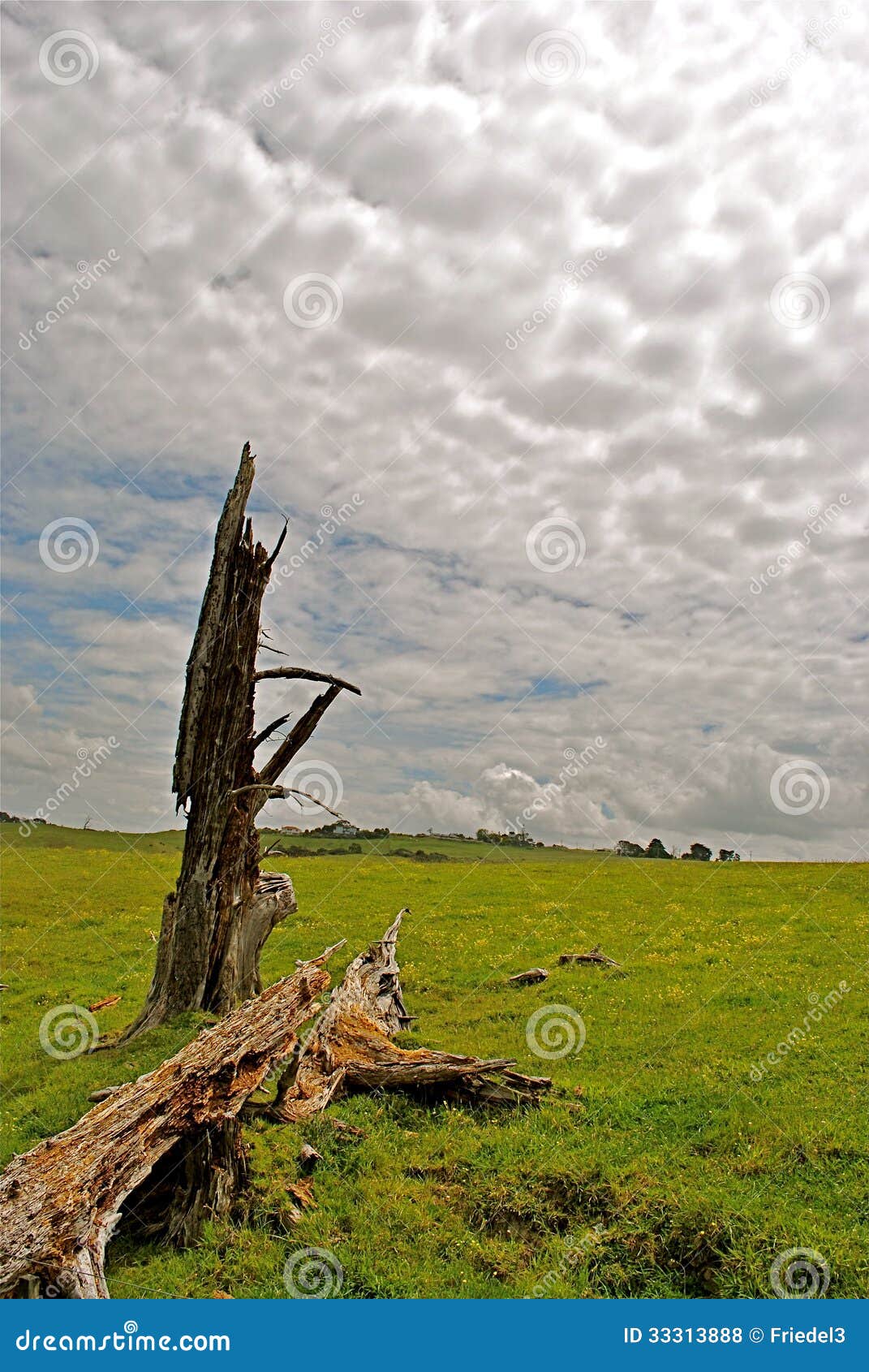 Dead wood stock photo. Image of meadow, fallen, pasture - 33313888