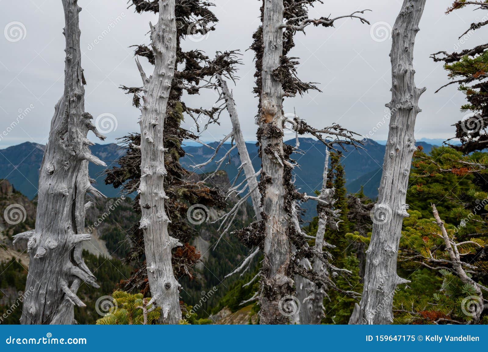 Dead Wood from Pine Trees in High Elevation Stock Image - Image of ...