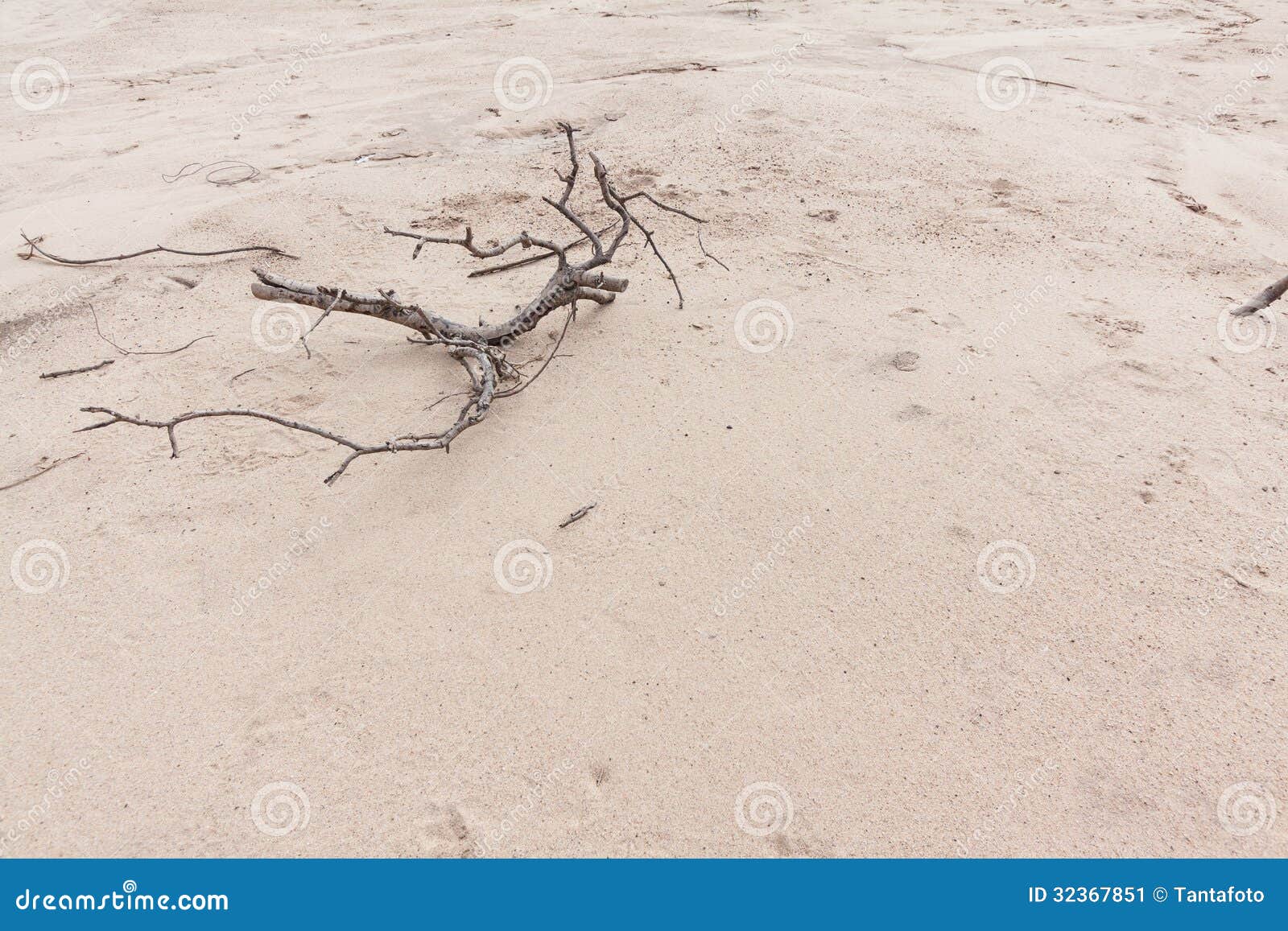Dead wood on Sand stock image. Image of dead, sand, travel - 32367851