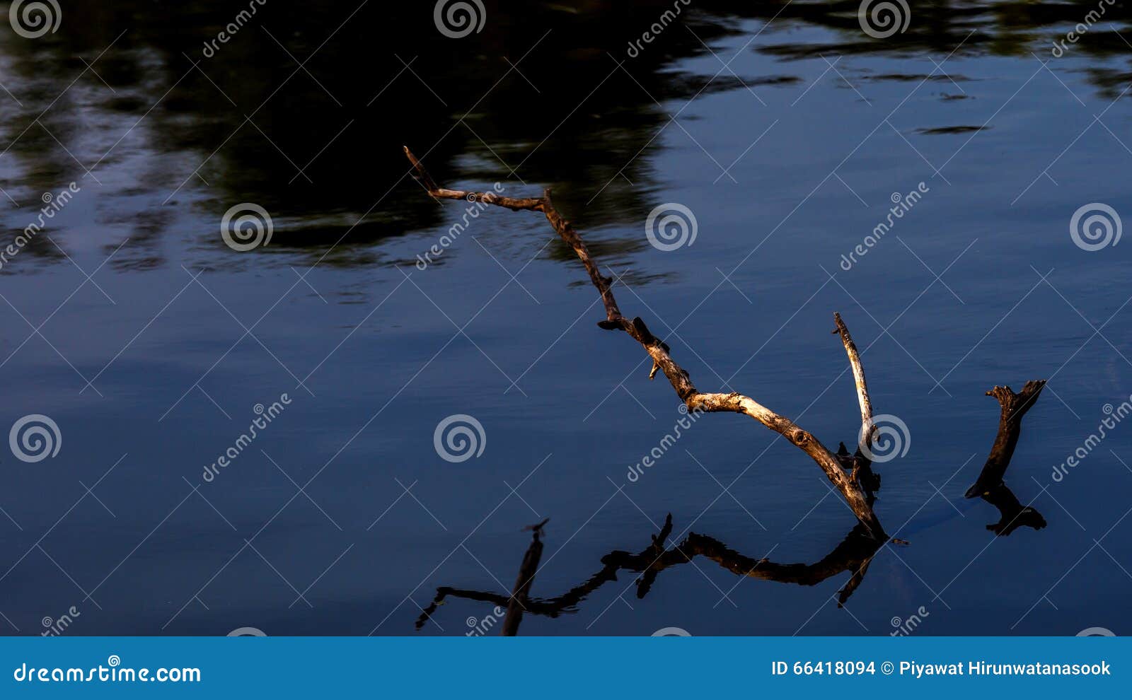 Dead Wood Stack on the Water Stock Photo - Image of stick, yellow: 66418094