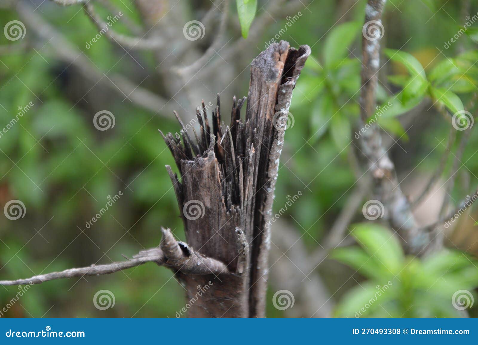 DEAD WOOD STEMS stock photo. Image of wildlife, trunk - 270493308