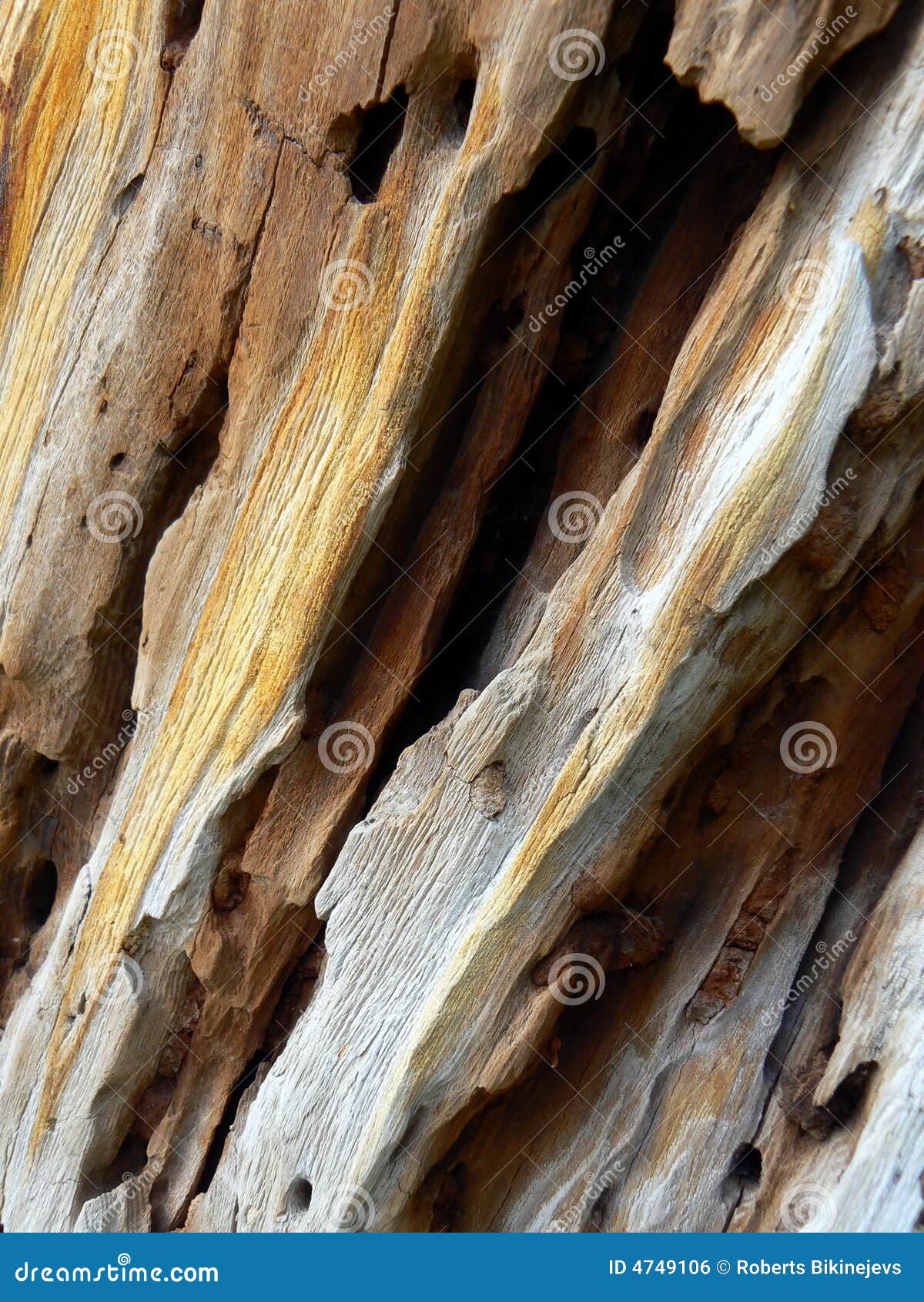 Dead Wood Texture stock photo. Image of tree, trunk, decay - 4749106