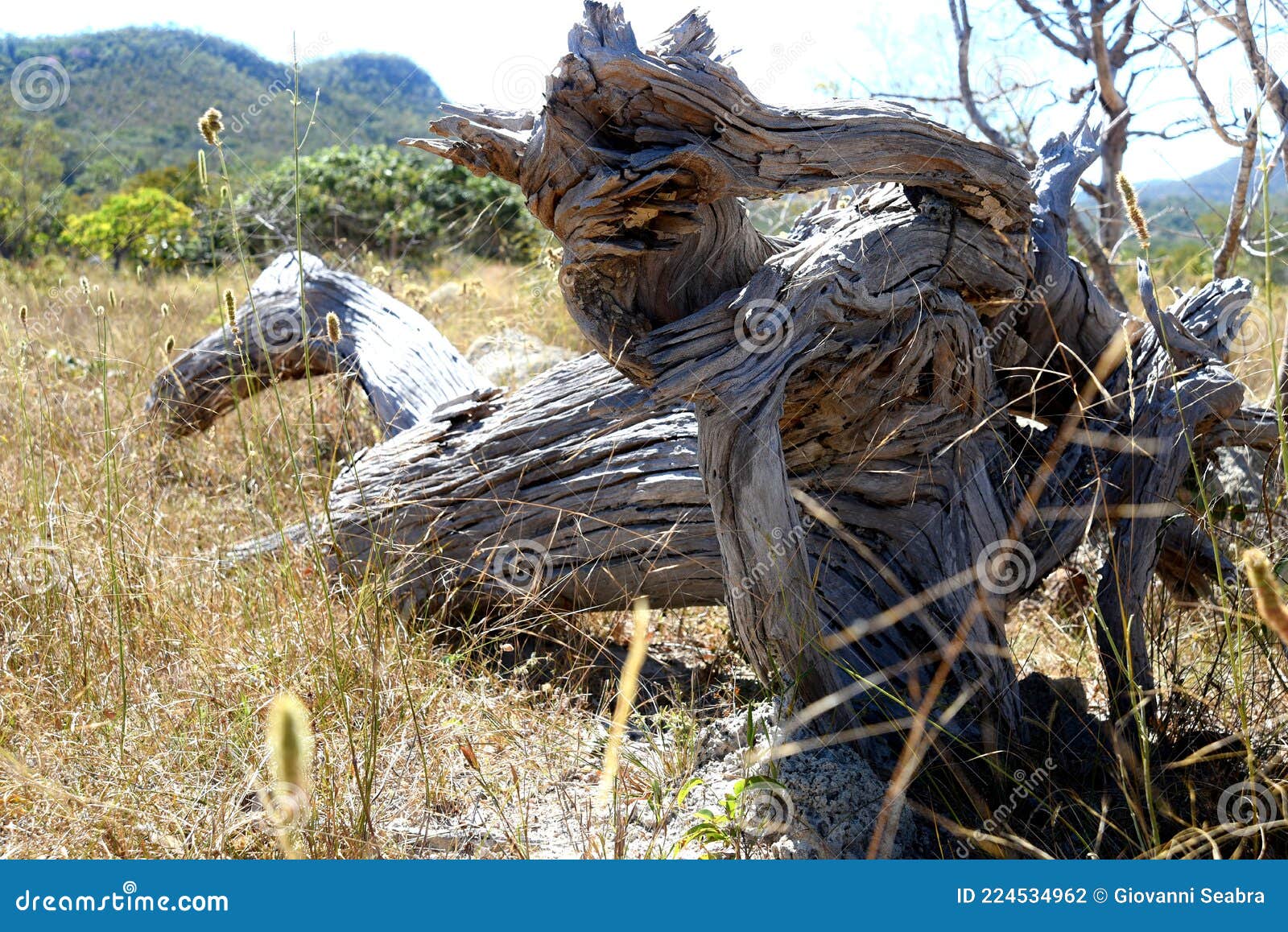 DEAD WOOD TREE DRY and TWISTED Stock Photo - Image of cracked, lumber ...