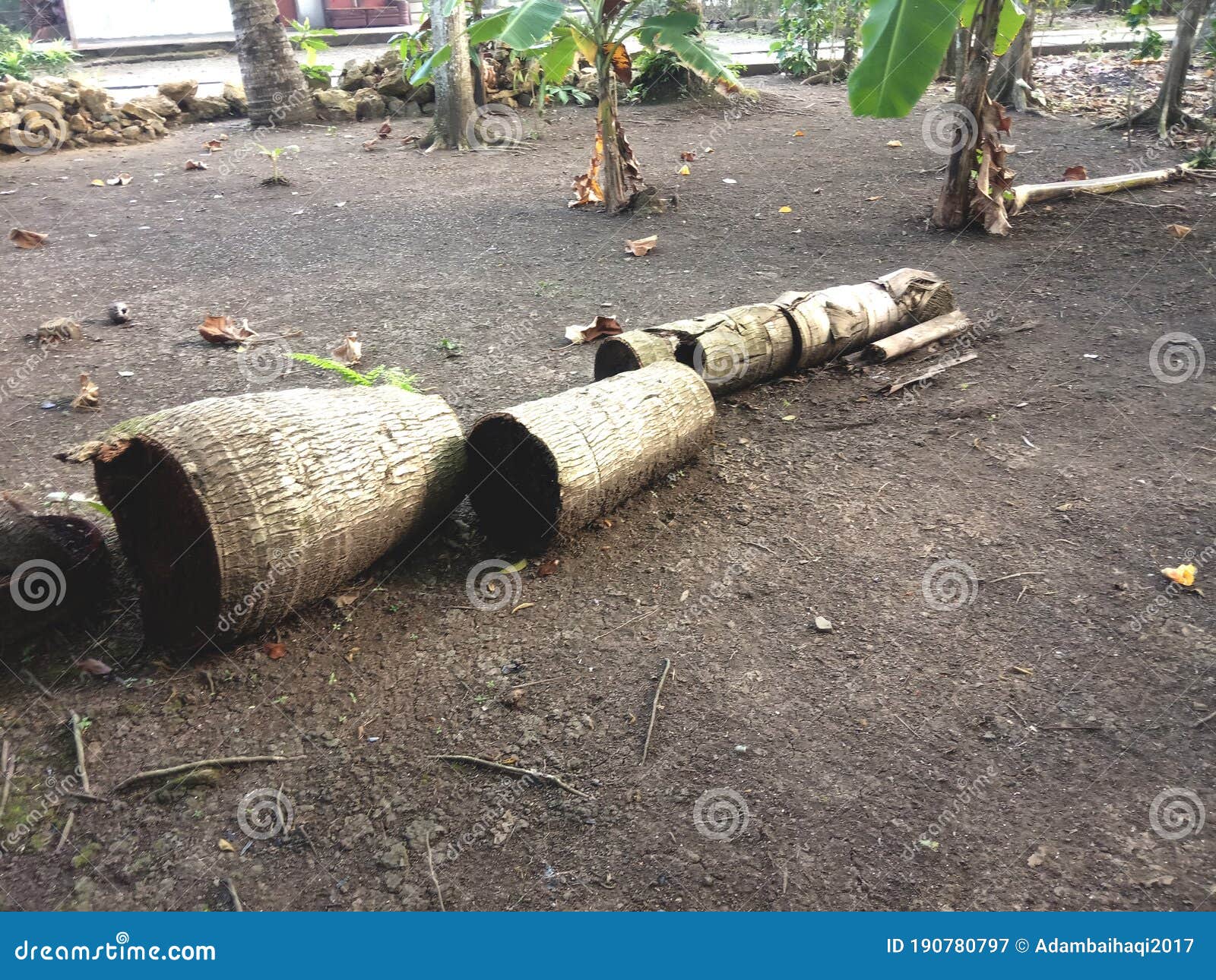 Dead Wood Tropic Asian Trees Stock Image - Image of park, spring: 190780797