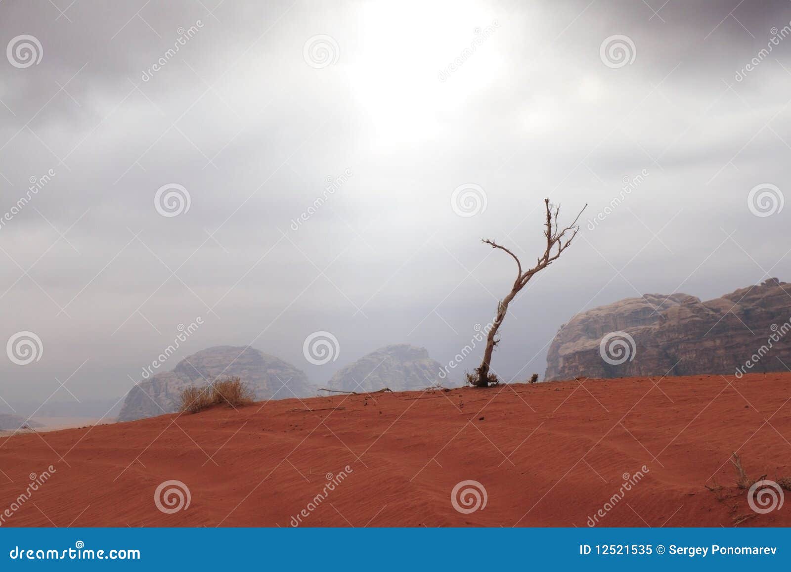 Dead Wood in Vadi Rum Desert. Stock Image - Image of rock, mountains ...