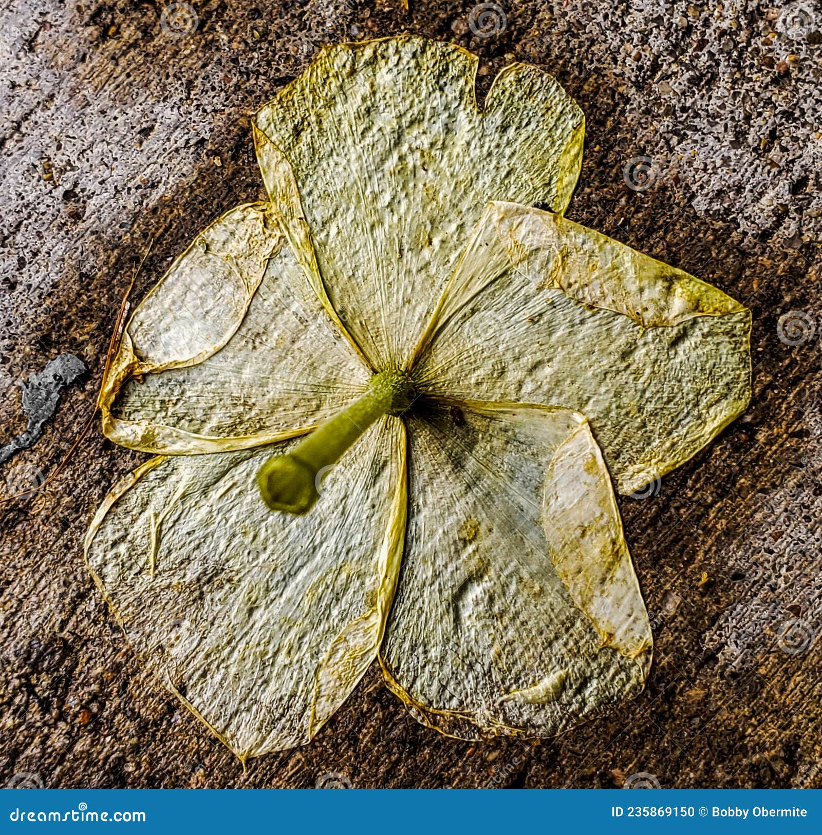 Dead Yellow Flower on Ground Stock Photo - Image of sunlight, autumn ...