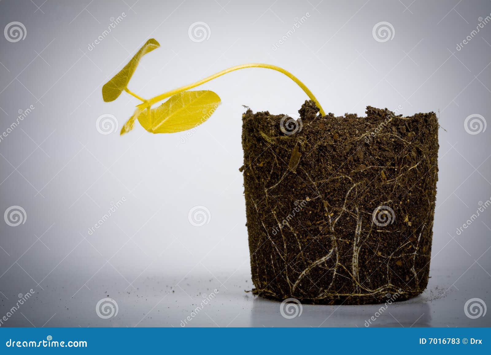Dead yellow plant stock image. Image of biology, contrast - 7016783