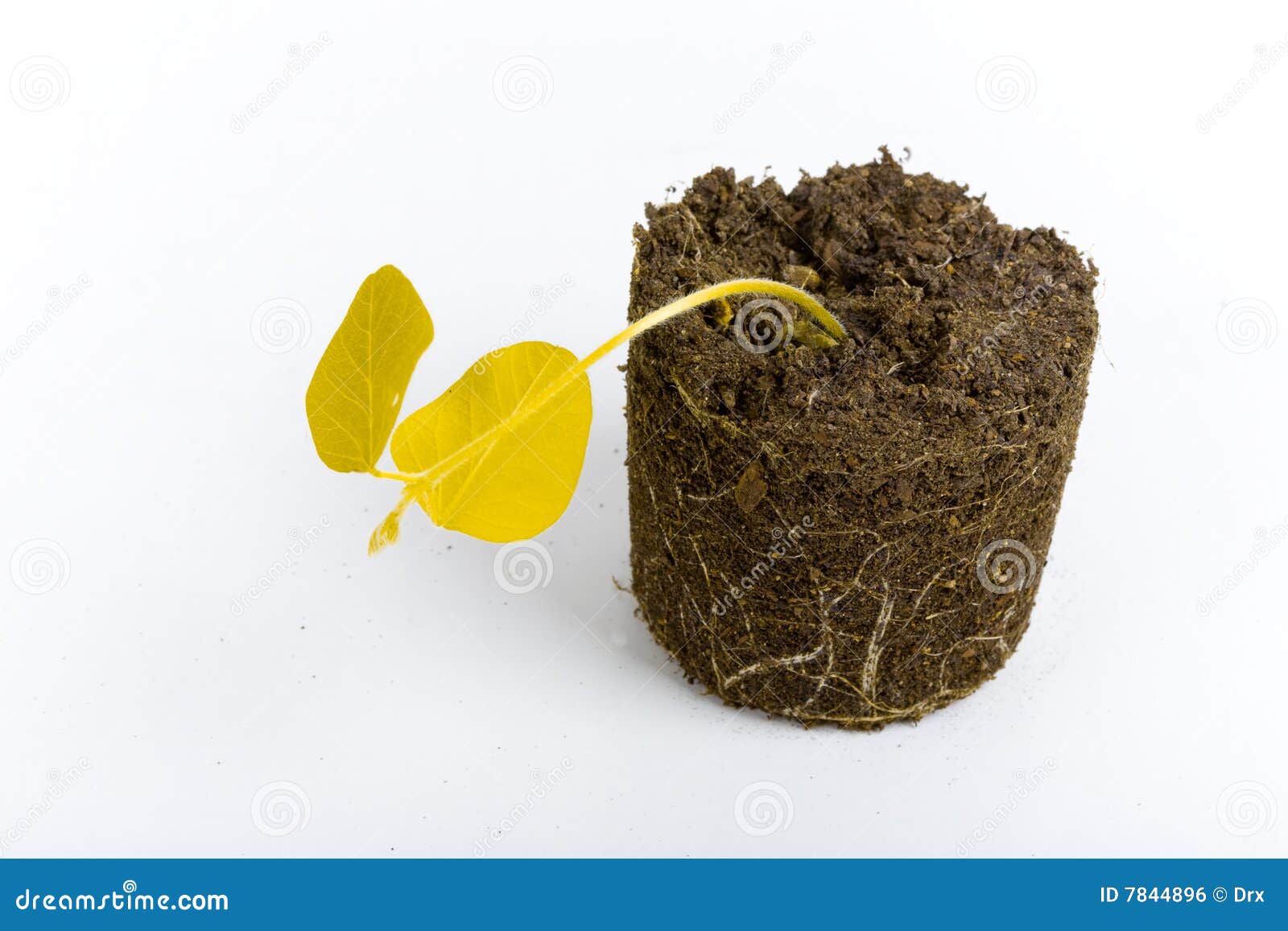 Dead yellow plant concept stock photo. Image of fade, color - 7844896
