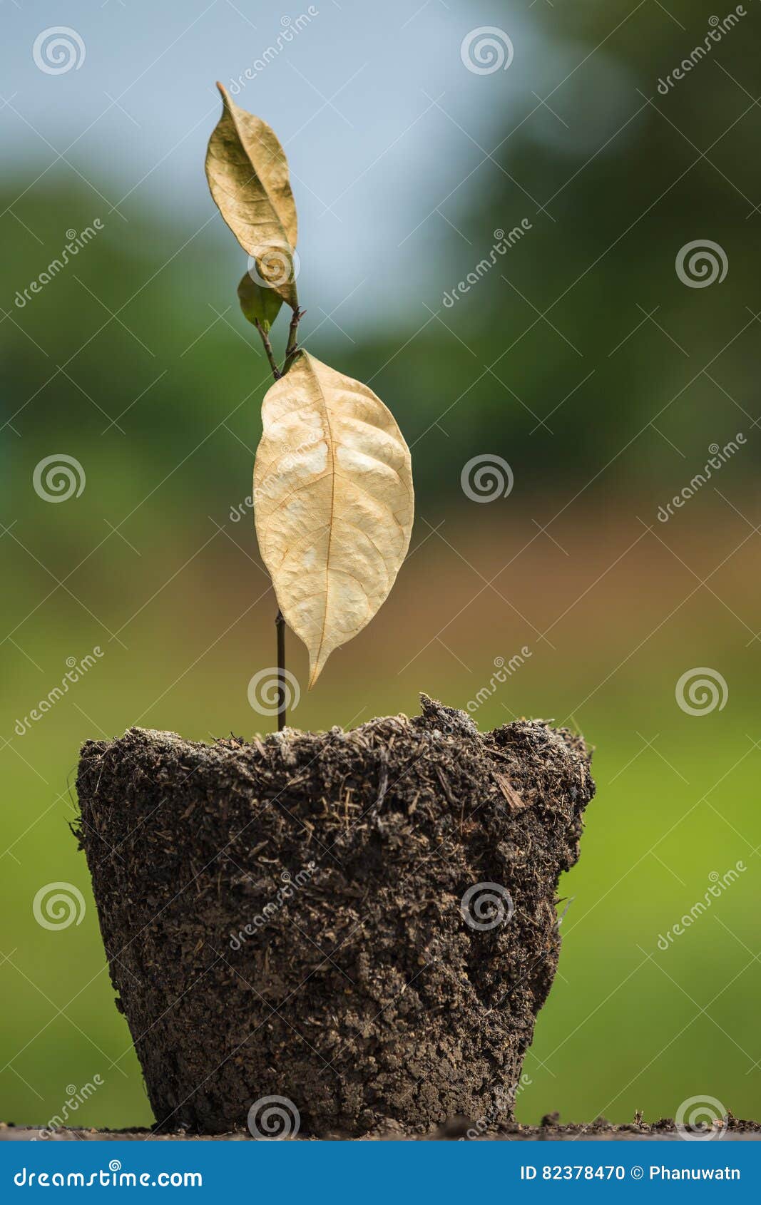 99,295 Dead Environment Stock Photos - Free & Royalty-Free Stock Photos ...