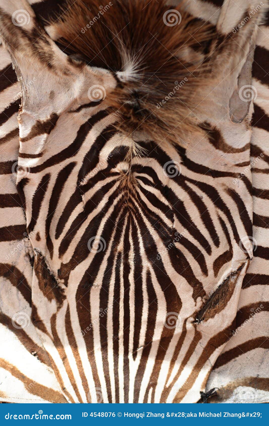Dead zebra skin stock photo. Image of fuzz, fashionable - 4548076