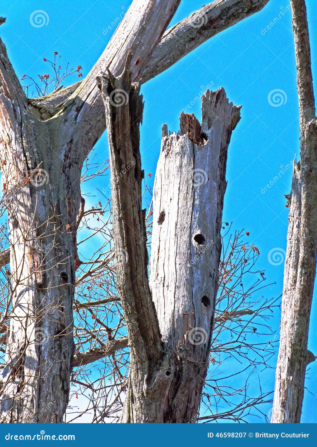 Deadened Stock Photos - Free & Royalty-Free Stock Photos from Dreamstime