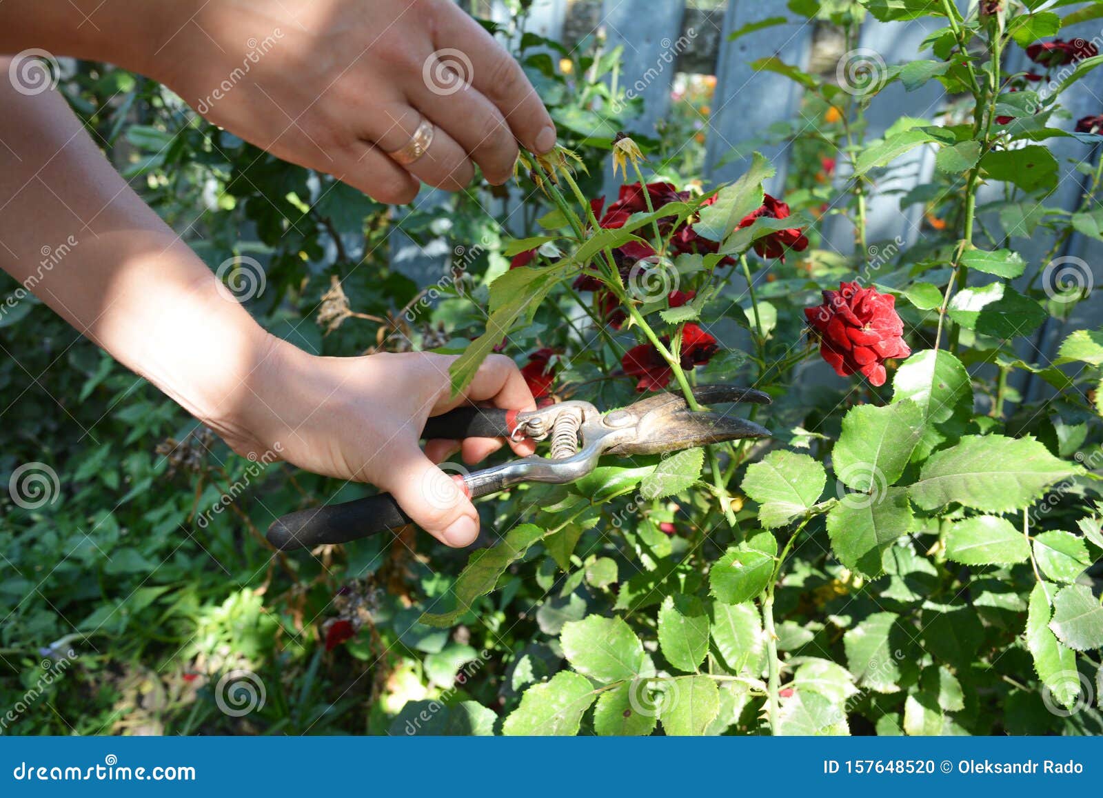 Deadheading Roses. Deadheading is One of the Easiest Forms of Pruning ...