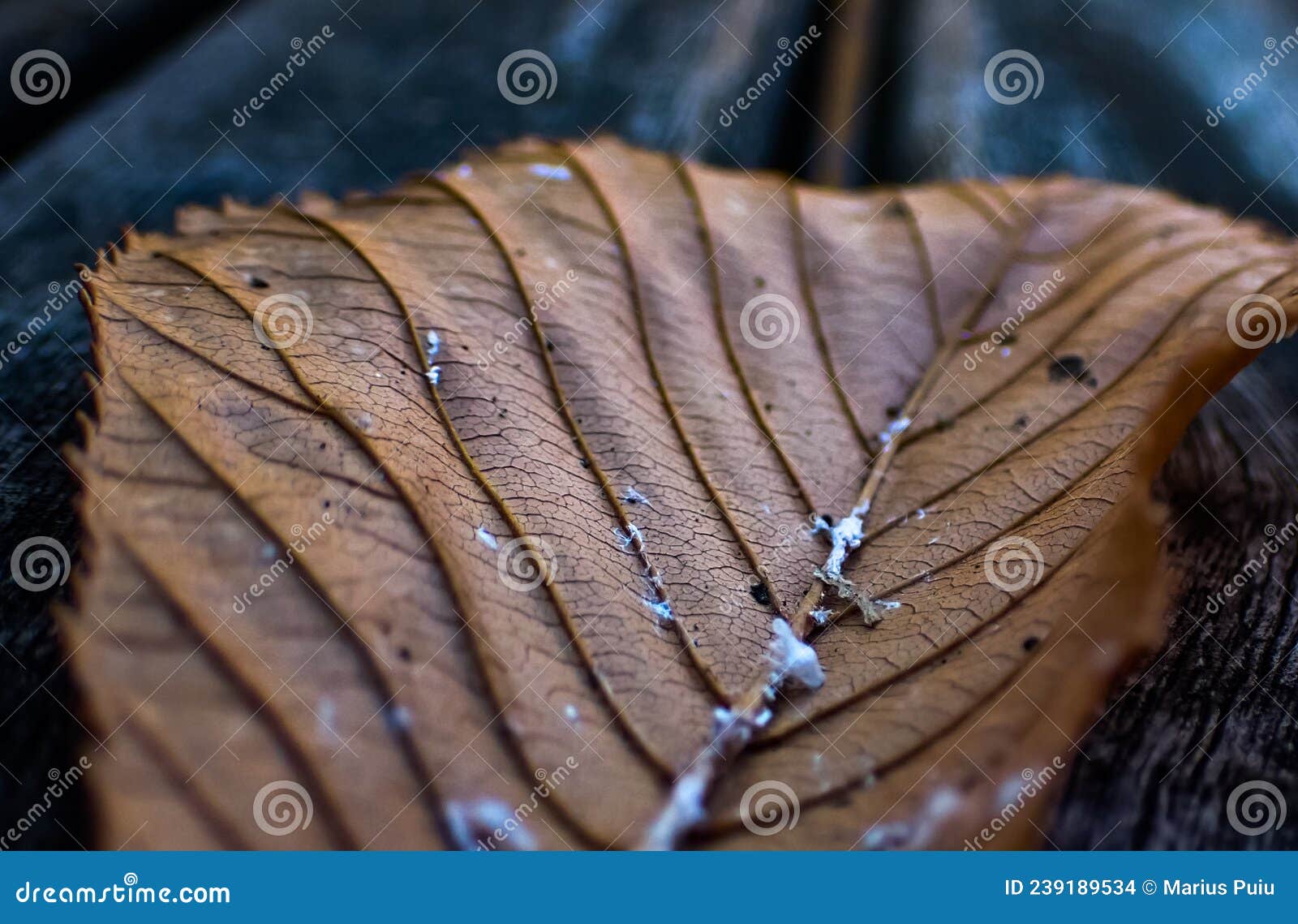 DeadLeaf stock photo. Image of leaf, soil, blue, plant - 239189534