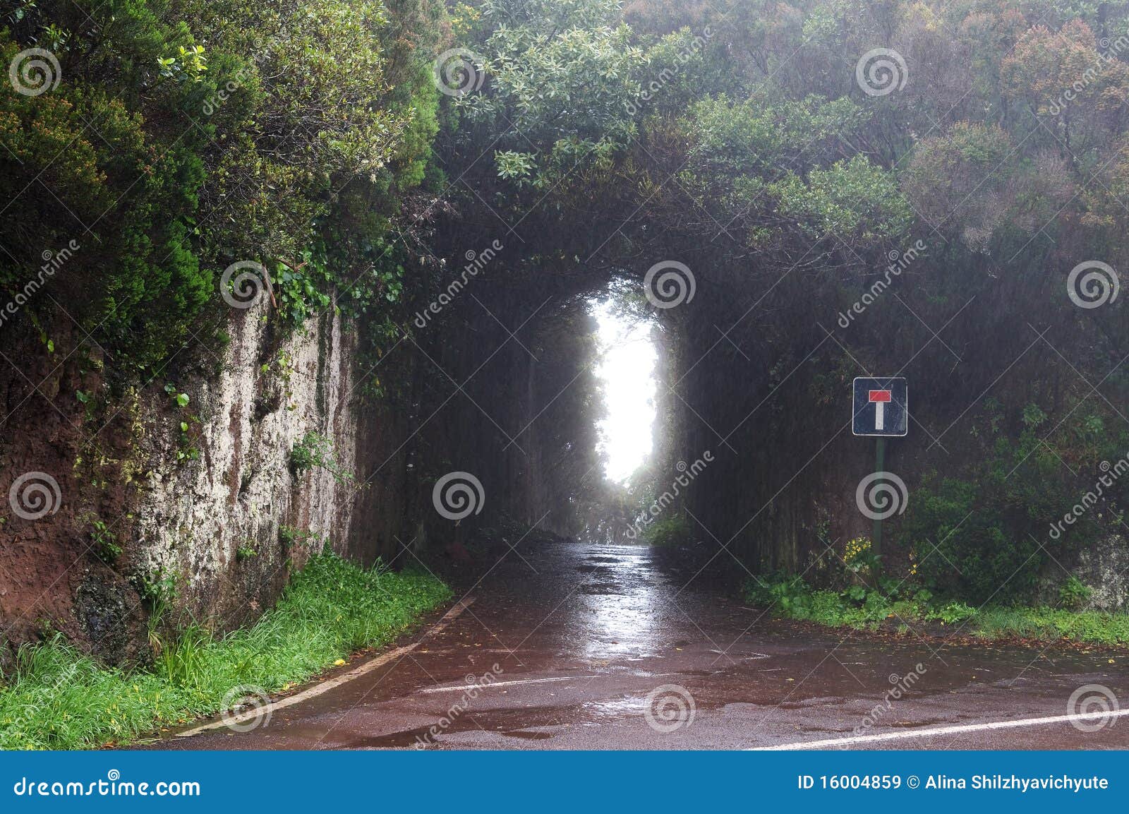 Deadlock Road in the Forest on Canary Island Stock Image - Image of ...