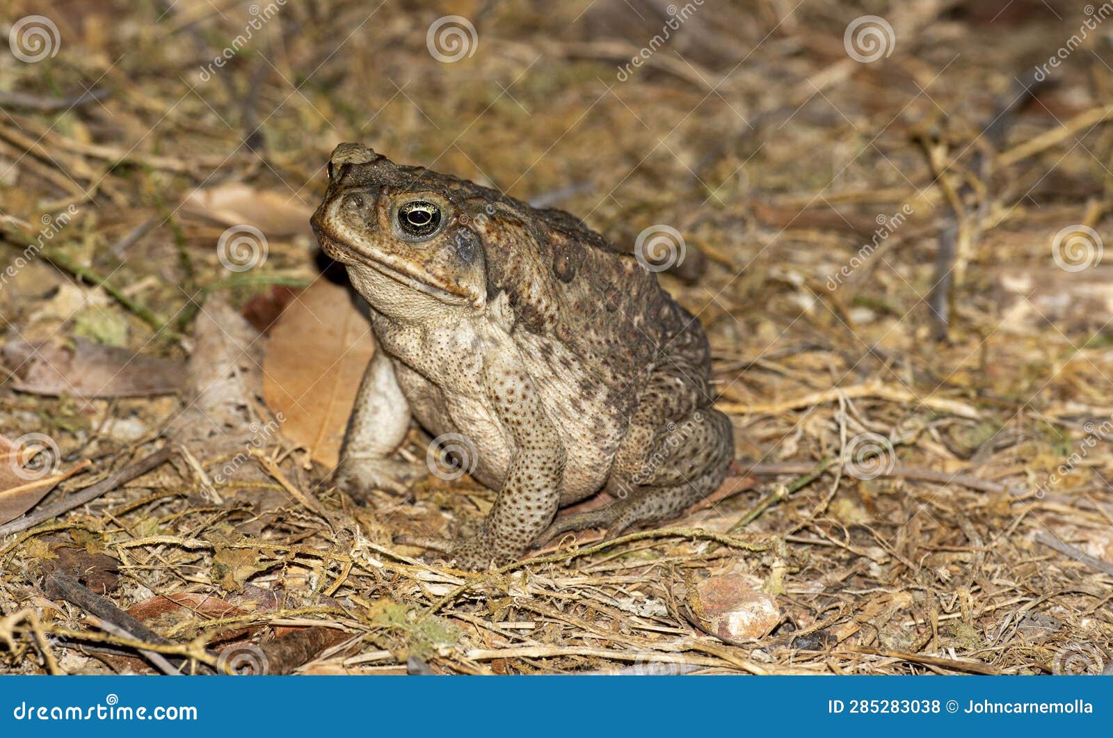 A deadly cane toad . stock photo. Image of queensland - 285283038