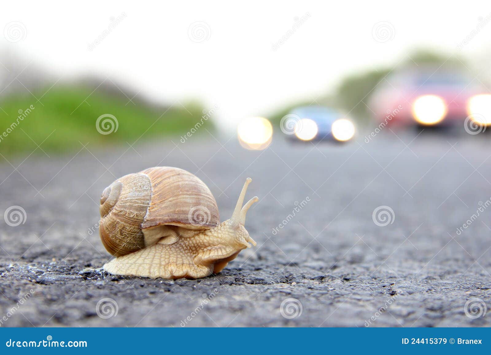 Mad Snail Stock Photos - Free & Royalty-Free Stock Photos from Dreamstime