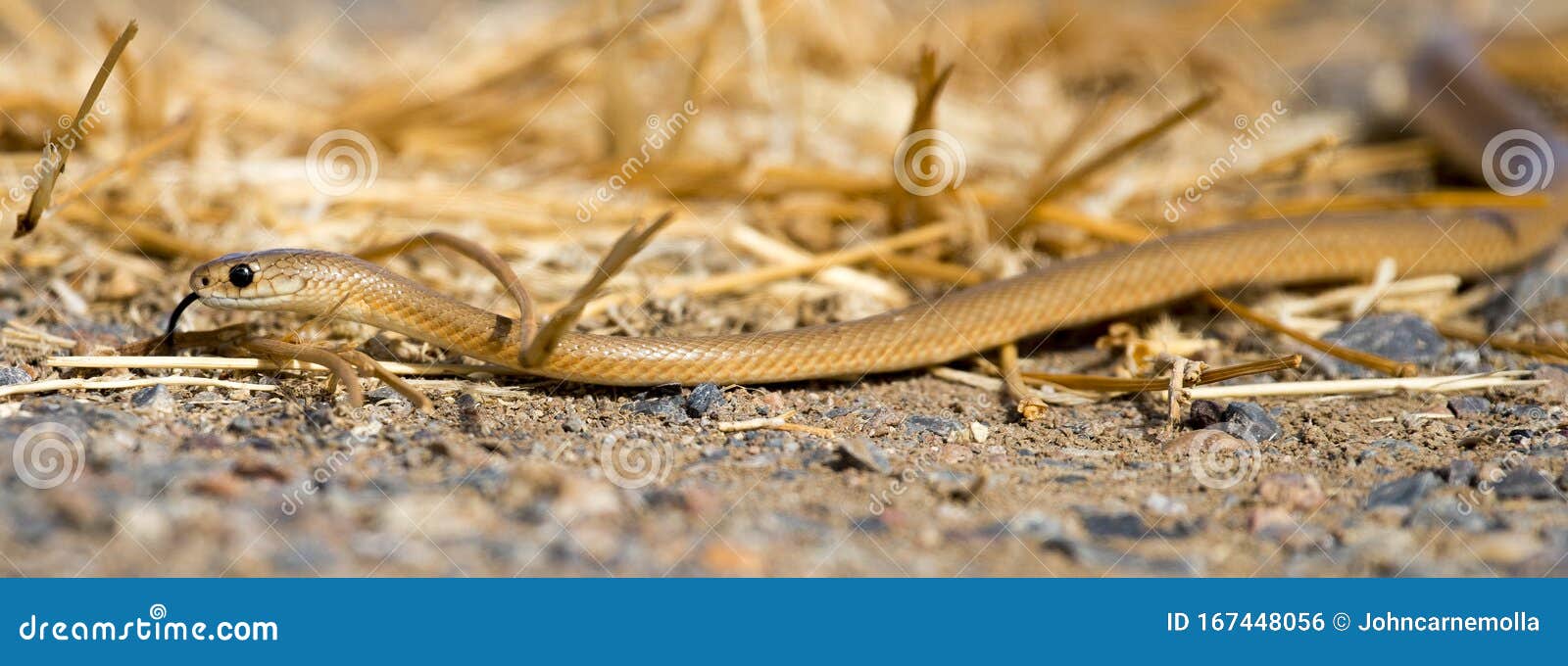 Australian Desert Snakes