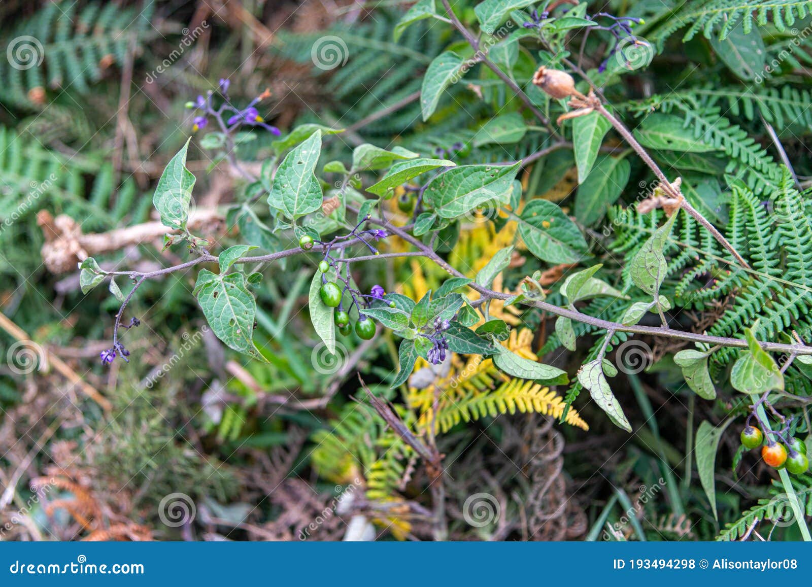 Deadly Nightshade Growing in the Wild Stock Photo - Image of deadly ...