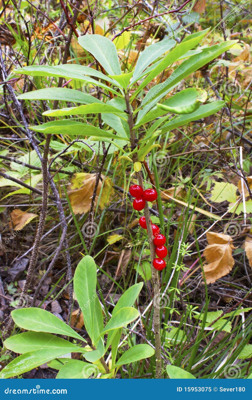 Deadly poisonous berry stock image. Image of green, plants - 15953075
