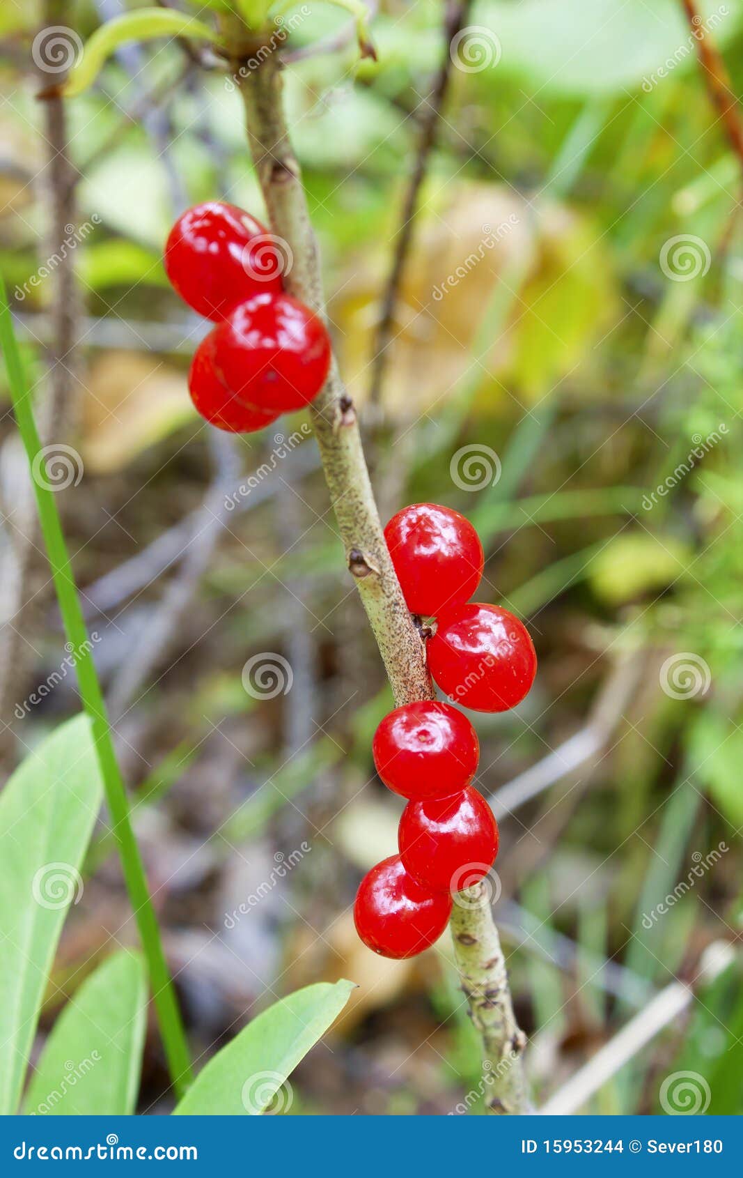 Deadly poisonous berry stock photo. Image of green, summer - 15953244