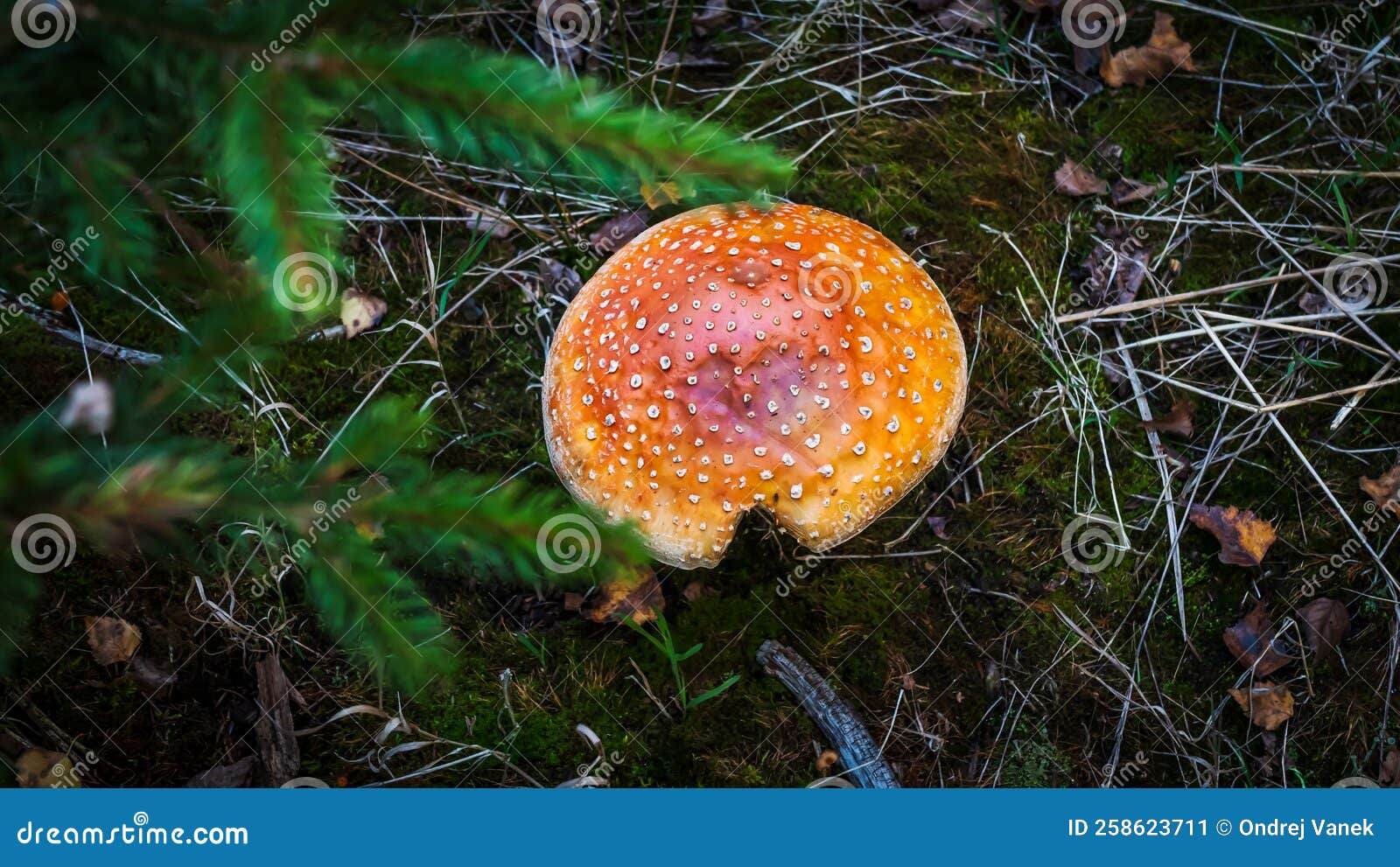 Deadly Red Toadstool Growing in Moody Grautumn Forests Stock Image ...