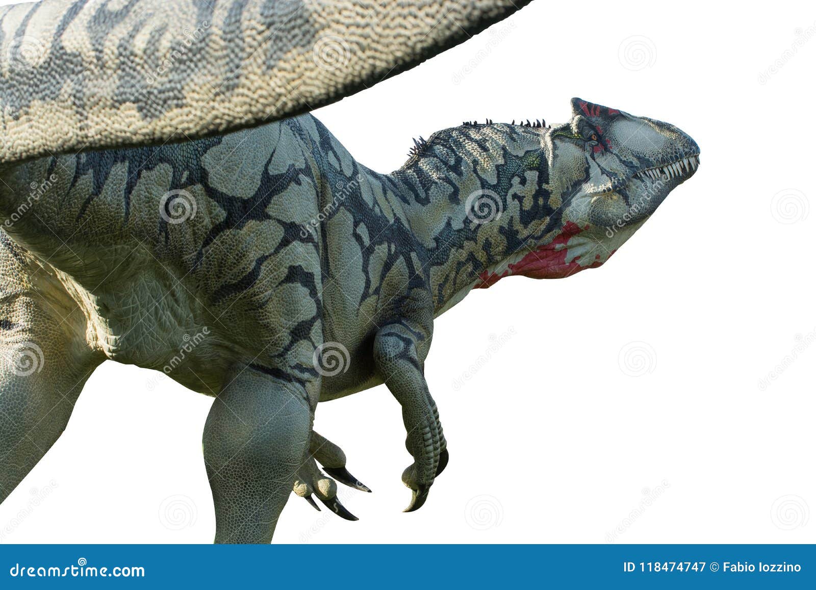 Allosaurus on White Background Ready To Attack Stock Image - Image of ...