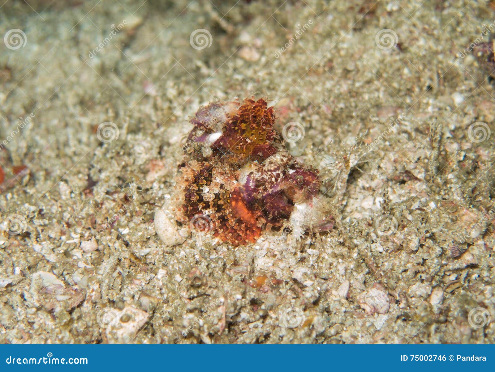 The Deadly Stone Fish in Myanmar Divesite Stock Photo - Image of ...