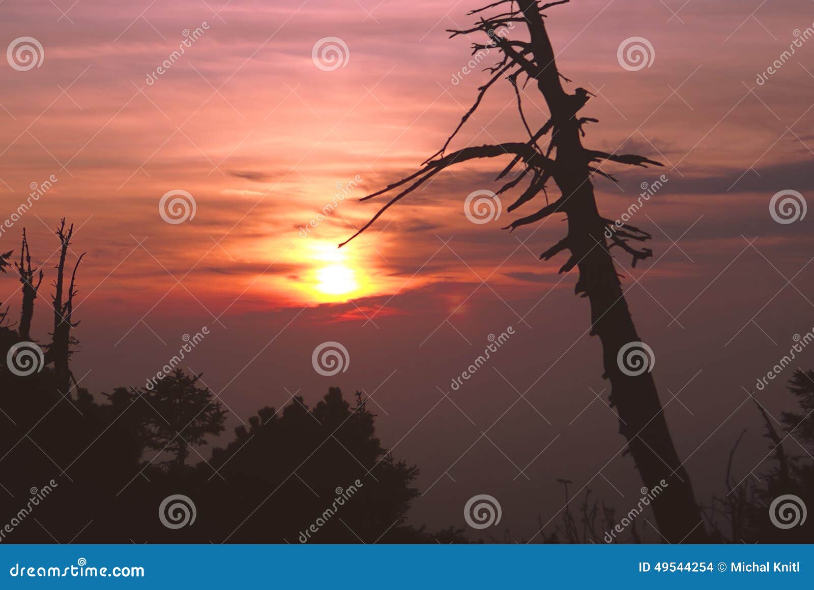 Deadly sunset stock photo. Image of tree, mysterious - 49544254