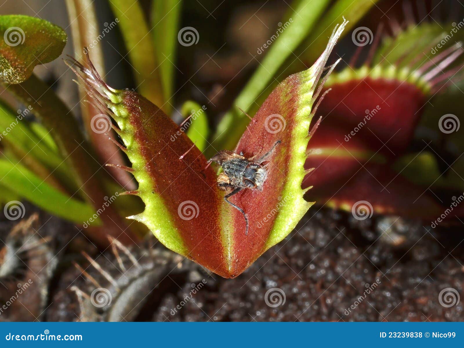 Deadly trap stock photo. Image of entrapment, leafs, leaf - 23239838