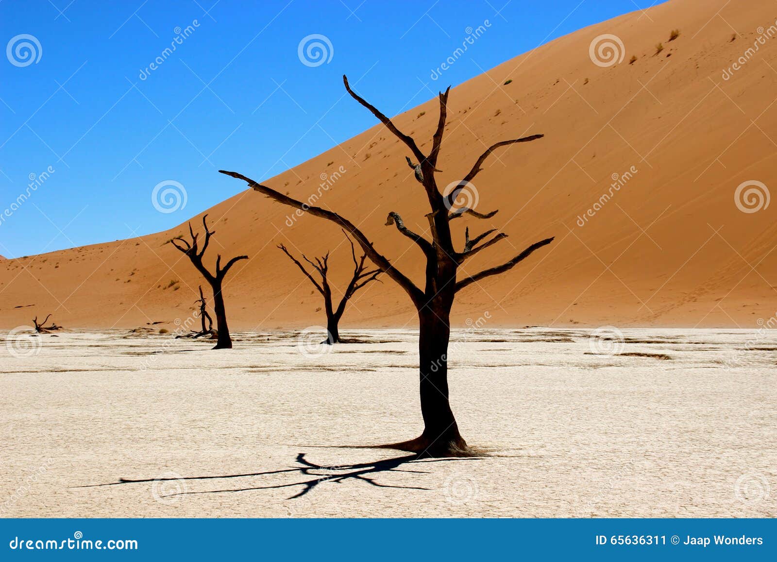 Deadvlei Sossusvlei Namibia Stock Image - Image of dunen, dead: 65636311