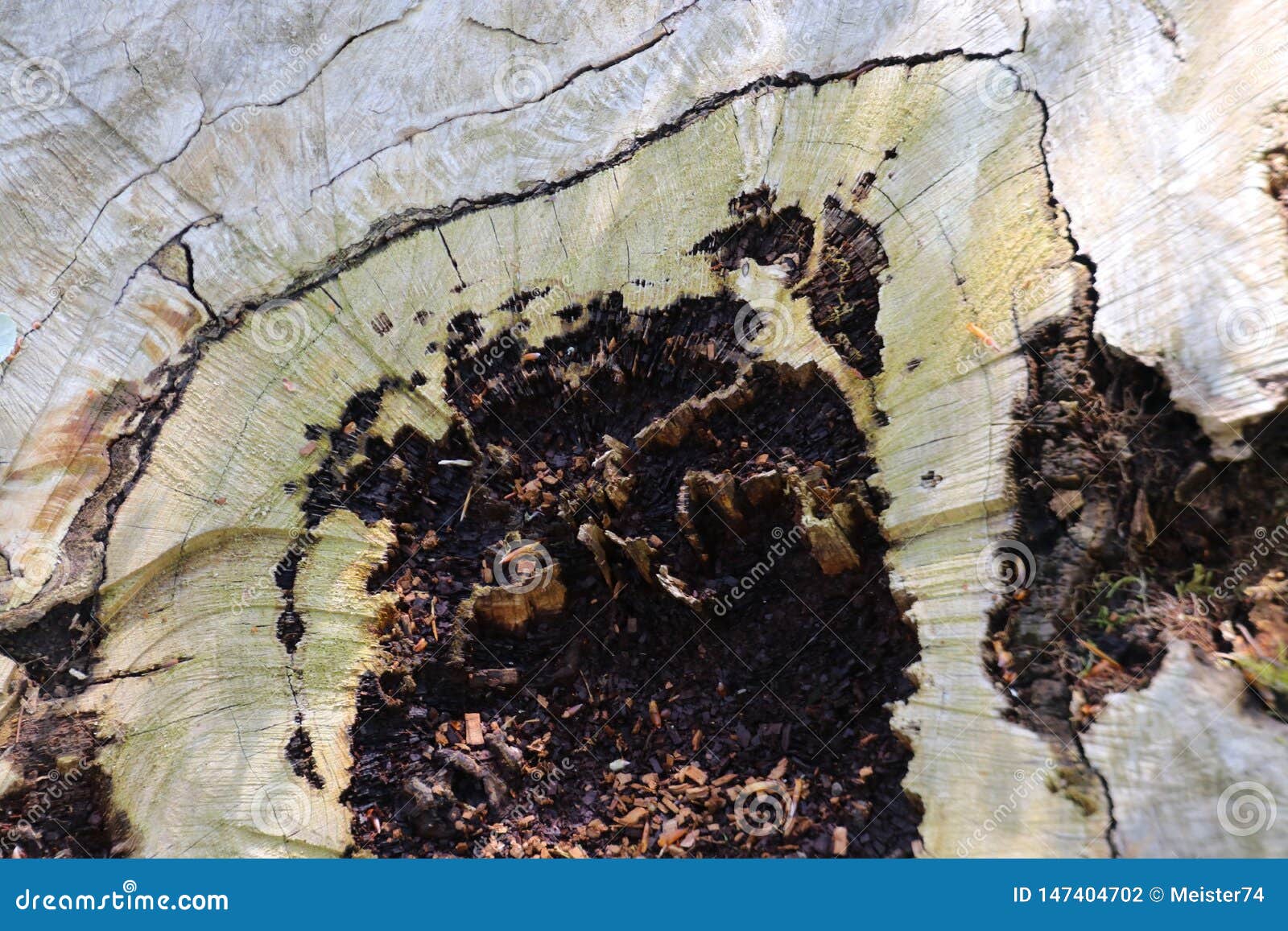 Deadwood stock photo. Image of background, dead, trunk - 147404702