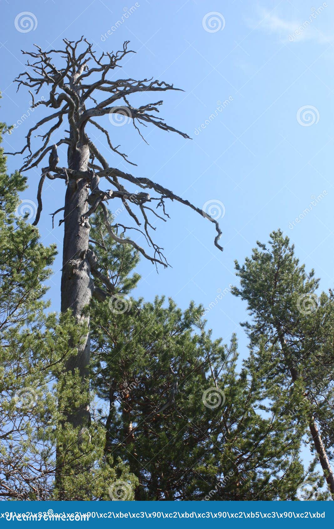 Deadwood. Dried Tree in the Forest Stock Photo - Image of needles ...